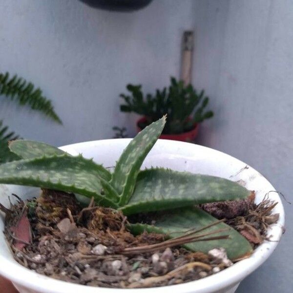 Aloe Macrocarpa Plant Care & How to Grow, Water