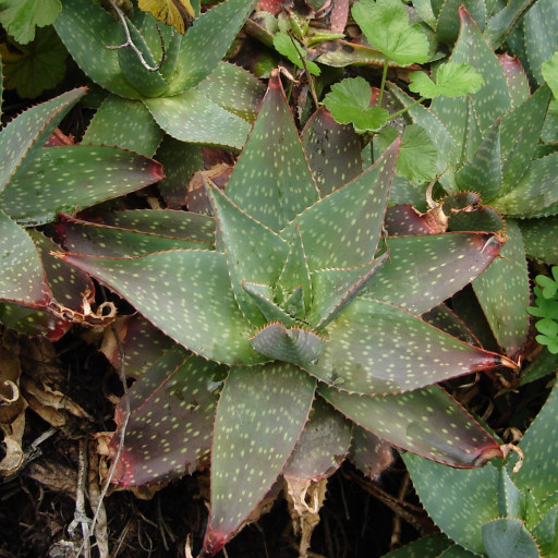 Soap Aloe (Aloe Maculata) Plant Care & How to Grow, Water