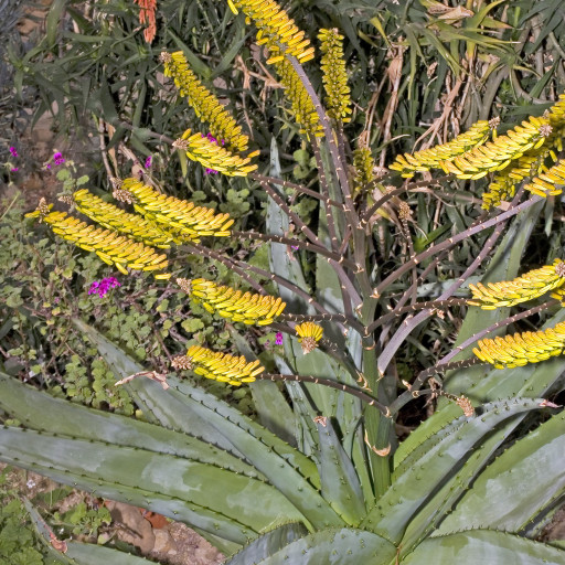 Mountain Aloe (Aloe Marlothii) Plant Care & How to Grow, Water