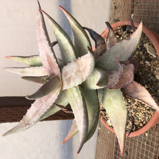 Rosyntjie Aloe (Aloe Meyeri) Plant Care & How to Grow, Water