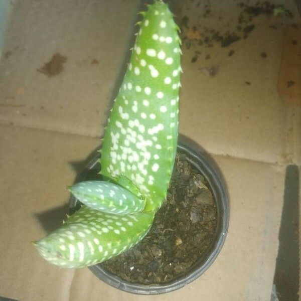 Small-Spotted Aloe (Aloe Microstigma) Plant Care & How to Grow, Water