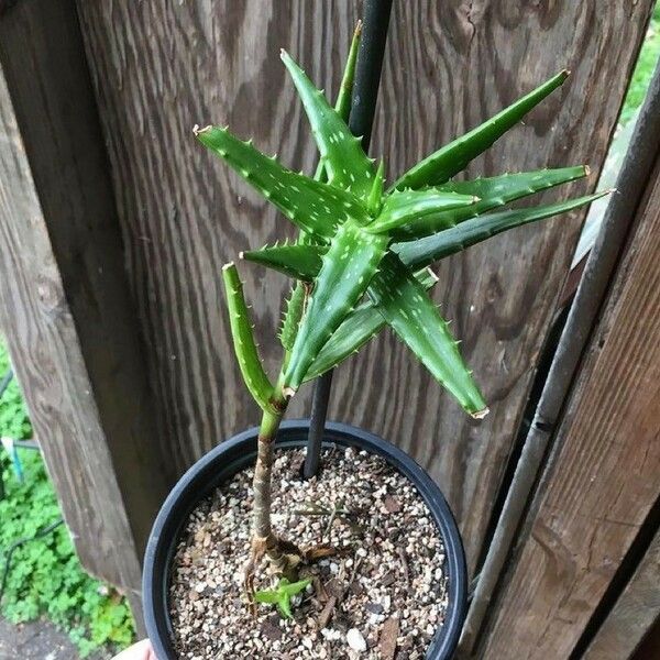 Aloe Morijensis Plant Care & How to Grow, Water