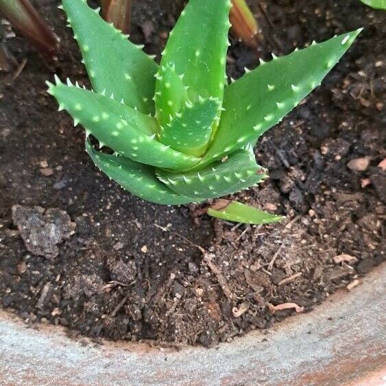 Krantz-Mitre Aloe Hybrid (Aloe × Nobilis) Plant Care & How to Grow, Water