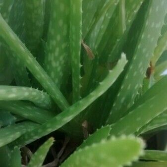 Aloe Vera (Aloe Officinalis) Plant Care & How to Grow, Water