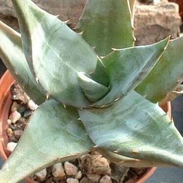 Dyke Aloe (Aloe Ortholopha) Care Guide: Water, Soil & Propagation ...