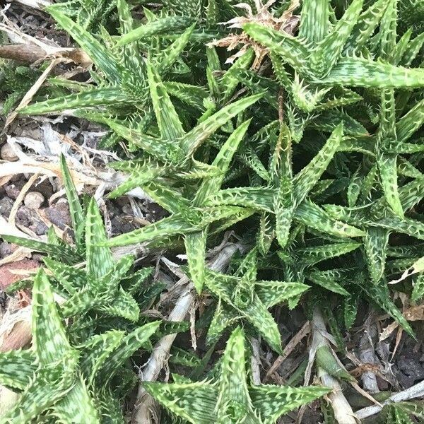 Rock Spotted Aloe (Aloe Petrophila) Care Guide: Water, Soil ...