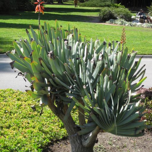 Fan Aloe (Aloe Plicatilis) Care Guide: Water, Soil & Propagation ...