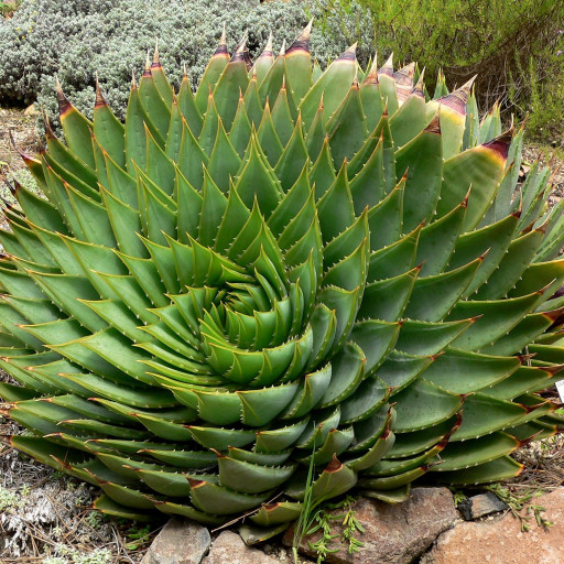 Spiral Aloe (Aloe Polyphylla) Plant Care & How to Grow, Water