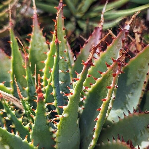 Meadow Aloe (Aloe Pratensis) Plant Care & How to Grow, Water