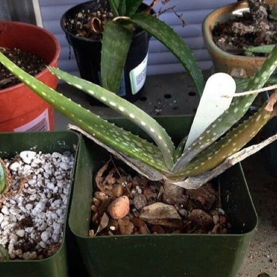 Arabian Aloe (Aloe Pseudorubroviolacea) Care Guide: Water, Soil ...
