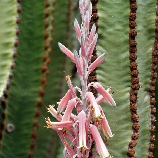 Aloe Pubescens Plant Care & How to Grow, Water