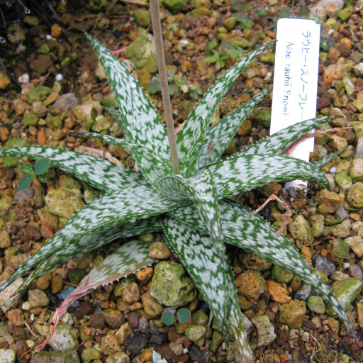 White Aloe (Aloe Rauhii) Plant Care & How to Grow, Water