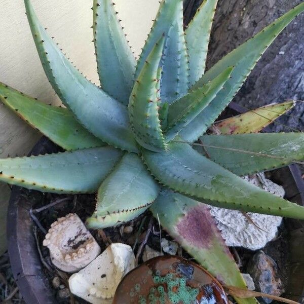 Reitz's Aloe (Aloe Reitzii) Plant Care & How to Grow, Water