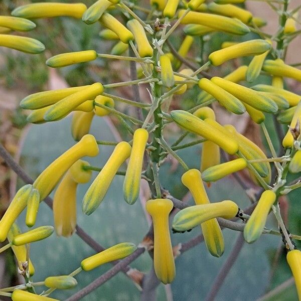 Yellow Spineless Aloe (Aloe Reynoldsii) Plant Care & How to Grow, Water