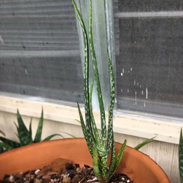 Riviere's Aloe (Aloe Rivierei) Plant Care & How to Grow, Water
