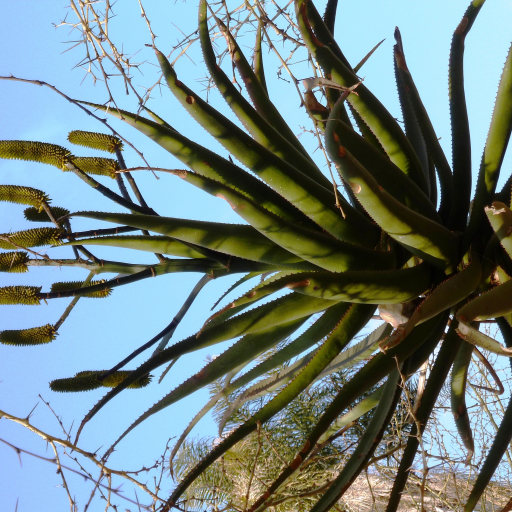 Bottlebrush Aloe (Aloe Rupestris) Plant Care & How to Grow, Water