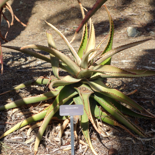 African Aloe (Aloe Secundiflora) Plant Care & How to Grow, Water