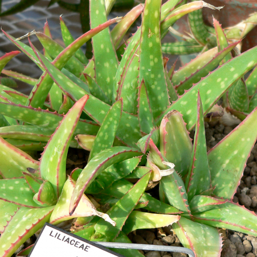 Aloe Sinkatana Plant Care & How to Grow, Water