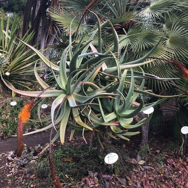 Lebombo Aloe (Aloe Spicata) Plant Care & How to Grow, Water