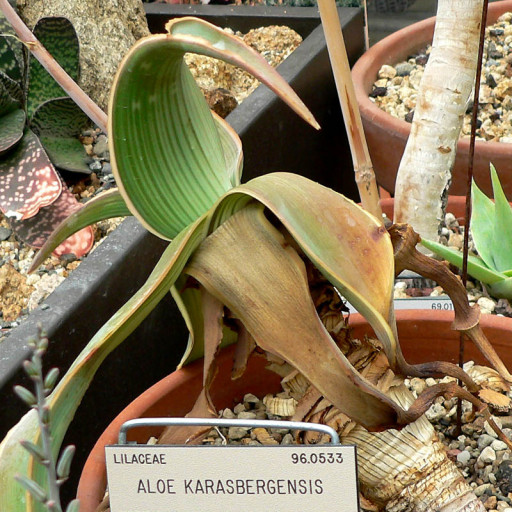 Coral Aloe (Aloe Striata) Plant Care & How to Grow, Water