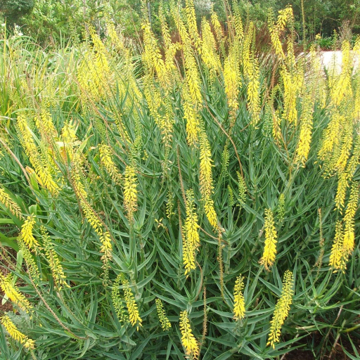 Fence Aloe (Aloe Tenuior) Plant Care & How to Grow, Water