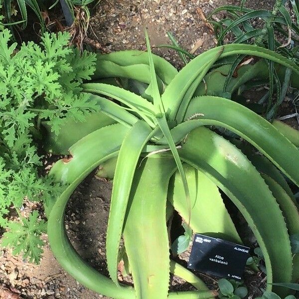 Crawling Octopus Aloe (Aloe Vanbalenii) Plant Care & How to Grow, Water