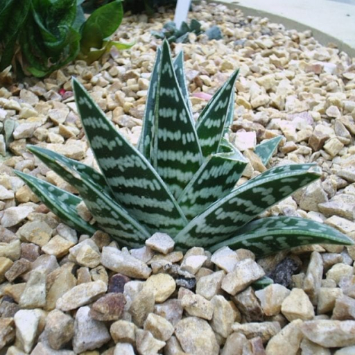 Tiger Aloe (Aloe Variegata) Plant Care & How to Grow, Water