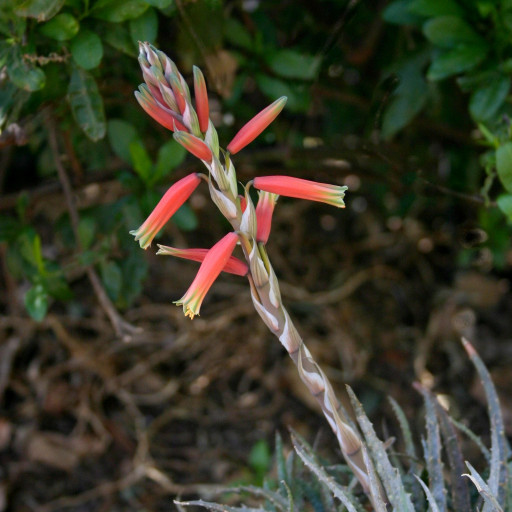 Spider Aloe (Aloe X Humilis) Plant Care & How to Grow, Water