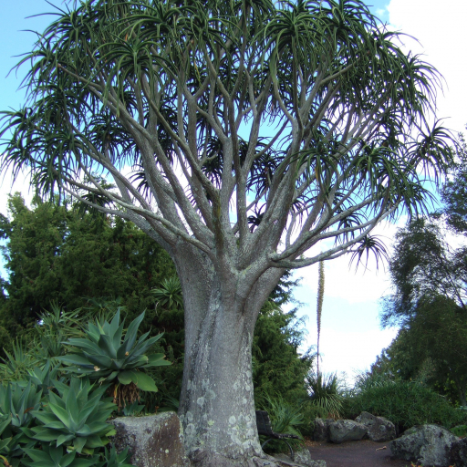 Camel Thorn (Vachellia Erioloba) Plant Care & How to Grow, Water