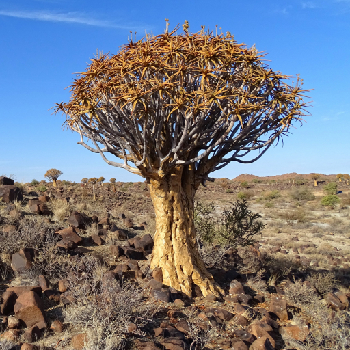 Quiver Tree (Aloidendron Dichotomum) Care Guide: Water, Soil ...
