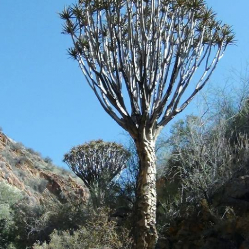 Bastard Quiver Tree (Aloidendron Pillansii) Plant Care & How to Grow, Water