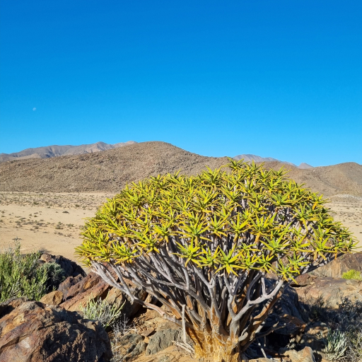 Maiden's Quiver Tree (Aloidendron Ramosissimum) Plant Care & How to ...