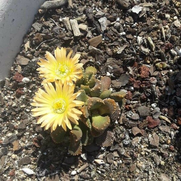Calvinia Wartfig (Aloinopsis Luckhoffii) Plant Care & How to Grow, Water