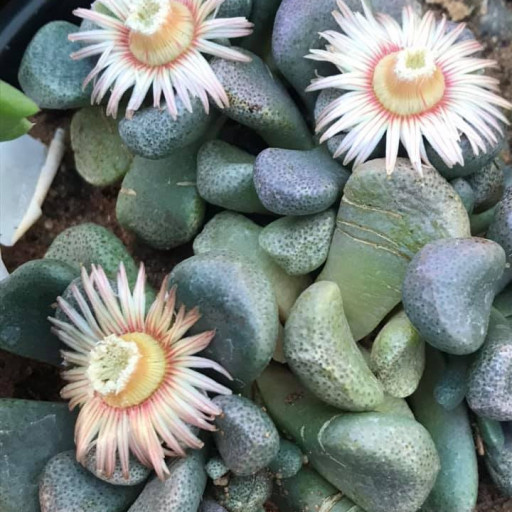 Dwarf Ambulia (Limnophila Sessiliflora) Plant Care & How to Grow, Water