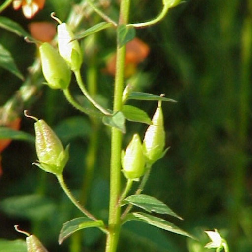 Maskflower (Alonsoa Meridionalis) Plant Care & How to Grow, Water
