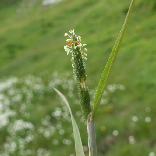 Orange Foxtail (Alopecurus Aequalis) Plant Care & How to Grow, Water