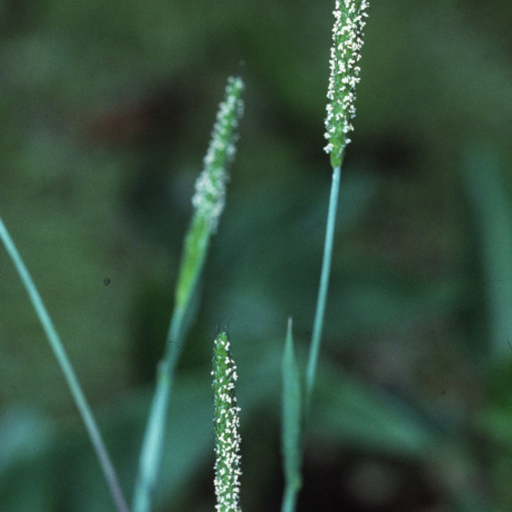 Tufted Foxtail (Alopecurus Carolinianus) Plant Care & How to Grow, Water