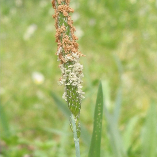 Marsh Foxtail (Alopecurus Geniculatus) Plant Care & How to Grow, Water