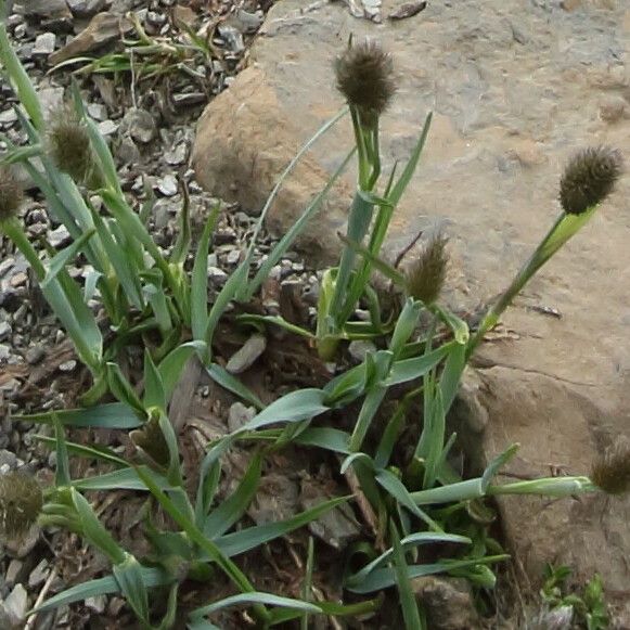 Alpine Foxtail (Alopecurus Gerardii) Plant Care & How to Grow, Water