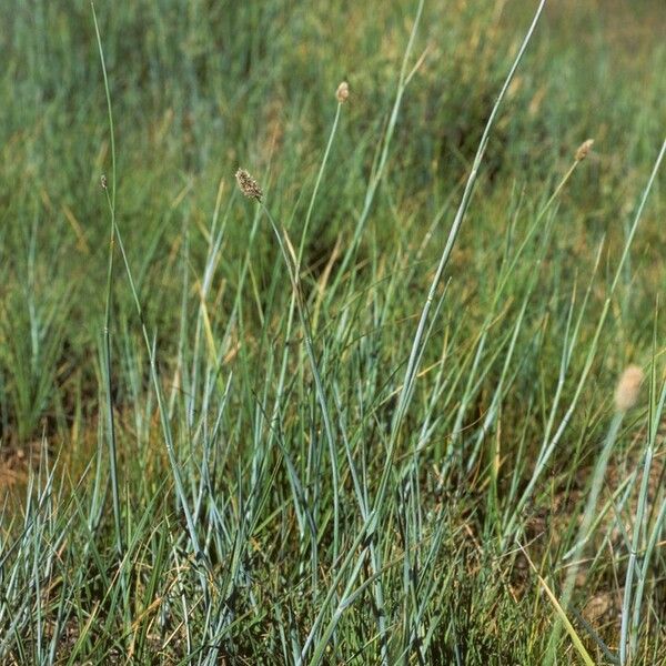 Alpine Foxtail (Alopecurus Magellanicus) Plant Care & How to Grow, Water