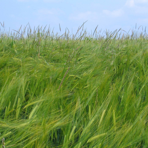 Slender Meadow Foxtail (Alopecurus Myosuroides) Plant Care & How to ...
