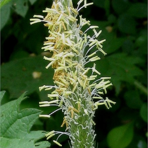 Meadow Foxtail (Alopecurus Pratensis) Plant Care & How to Grow, Water