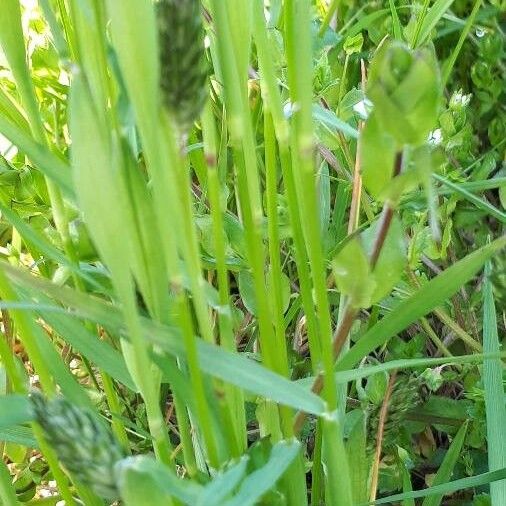 Rendle's Meadow Foxtail (Alopecurus Rendlei) Plant Care & How to Grow ...