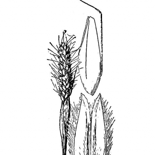 Pacific Foxtail (Alopecurus Saccatus) Plant Care & How to Grow, Water