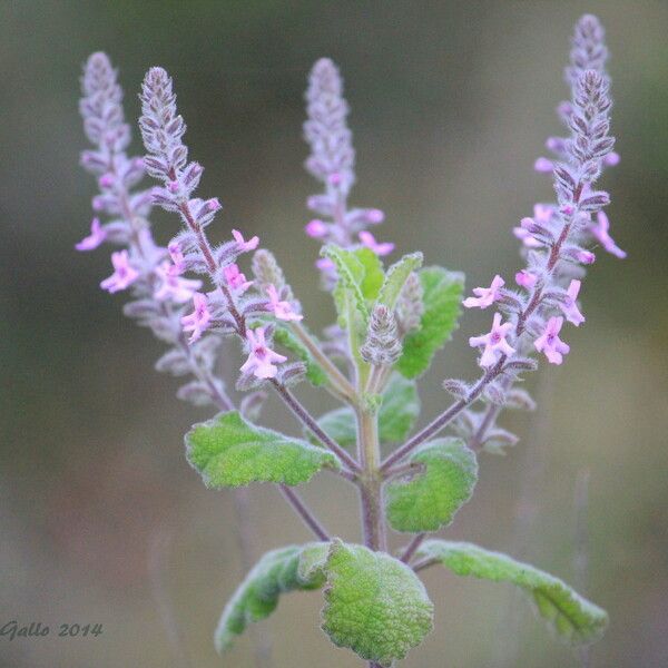 Rio Grande Beebrush (Aloysia Macrostachya) Care Guide: Water, Soil ...