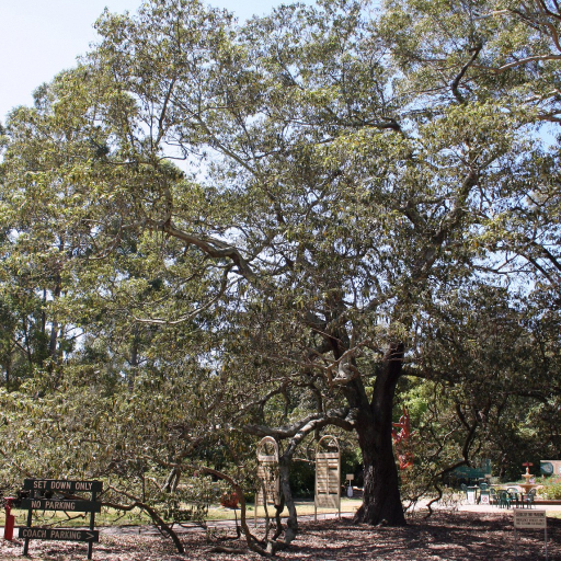 Soap Tree (Alphitonia Excelsa) Plant Care & How to Grow, Water