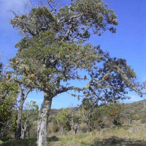 Hawai'i Kauilatree (Alphitonia Ponderosa) Care Guide: Water, Soil ...