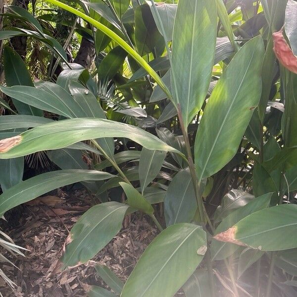 Pinstripe Ginger (Alpinia Formosana) Plant Care & How to Grow, Water