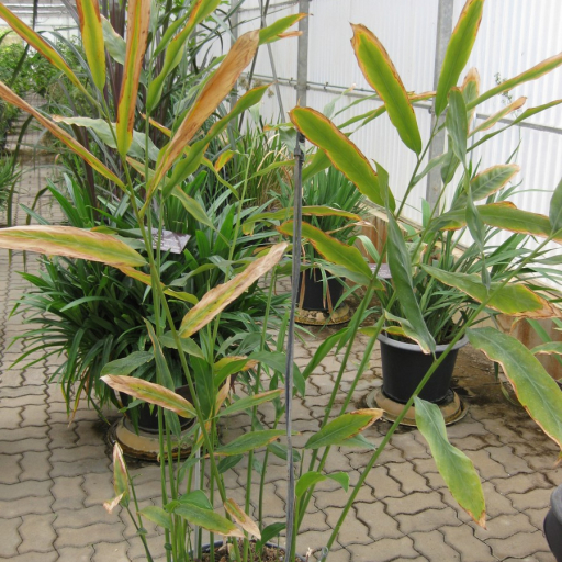 Siamese-Ginger (Alpinia Galanga) Plant Care & How to Grow, Water