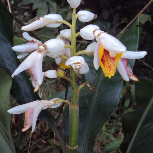Ornamental Ginger (Alpinia Malaccensis) Plant Care & How to Grow, Water